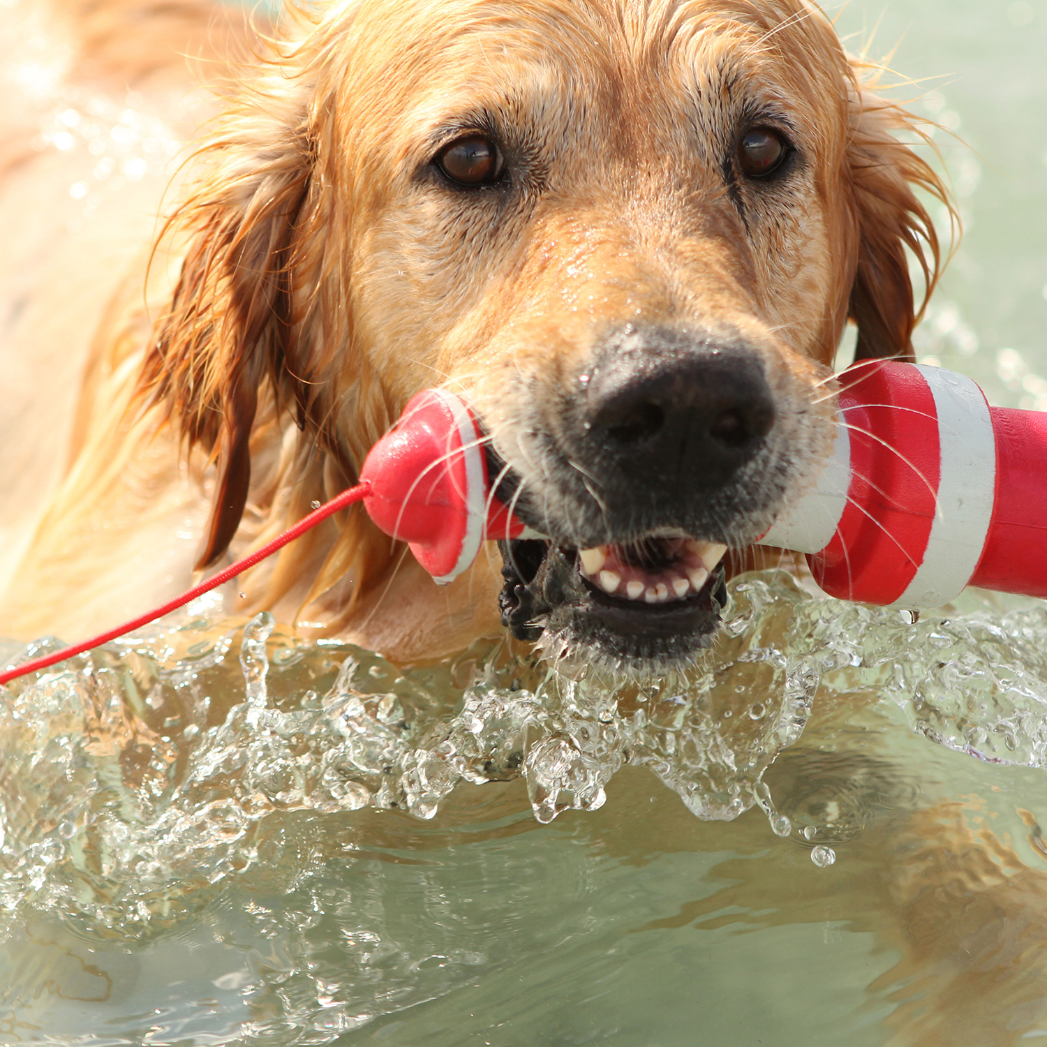 25% off on Rogz Floating Lighthouse Dog Toy | OneDayOnly