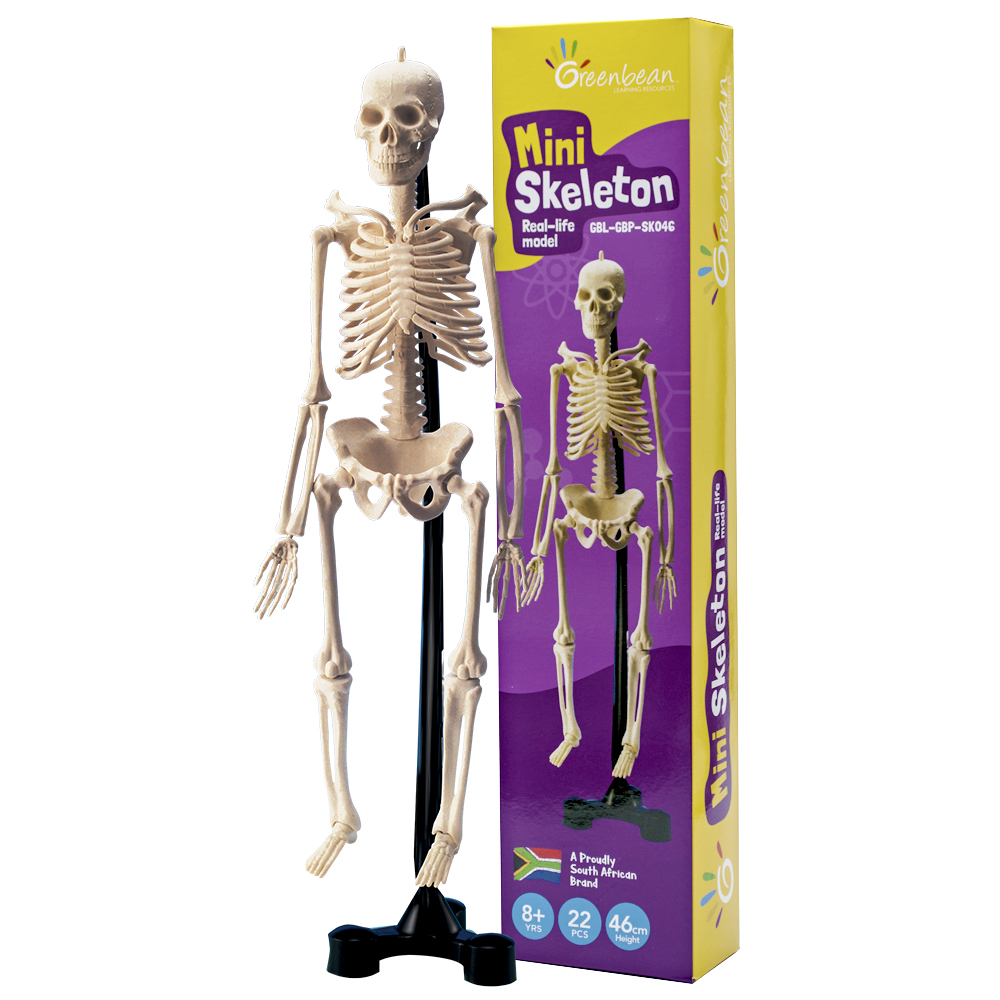 25% off on Greenbean Detailed Mini Skeleton | OneDayOnly
