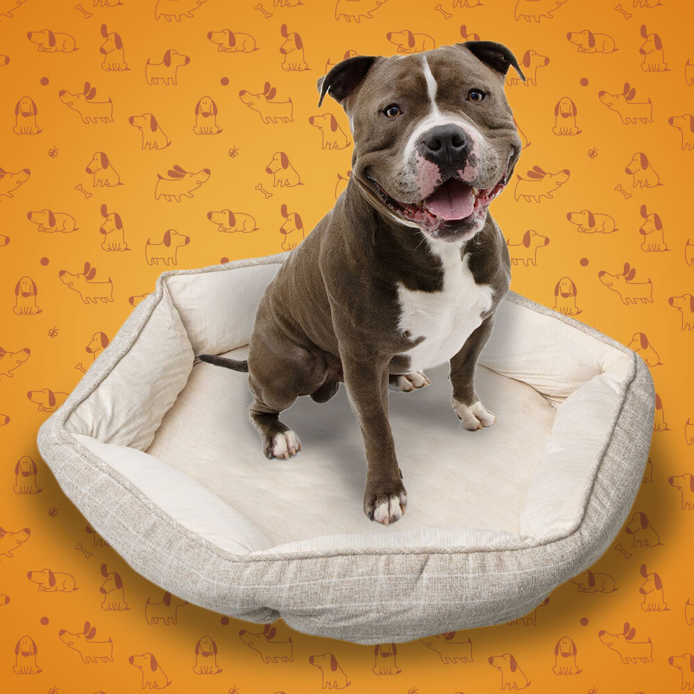 40% off on Rex Polly Pet Bed | OneDayOnly