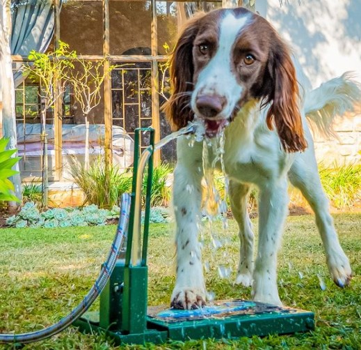 22% off on Doggy Oasis Dog Watering Device | OneDayOnly