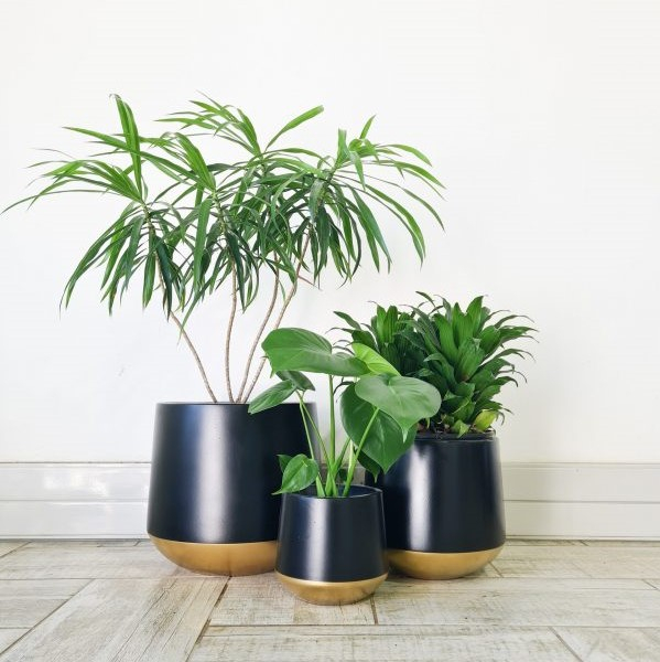 24% off on Potanical Round Bottom Plant Pot | OneDayOnly