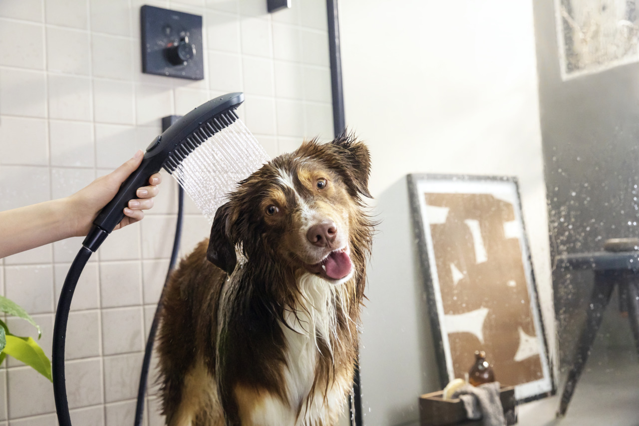 19% off on Hansgrohe Dog Hand Shower 3Jet | OneDayOnly