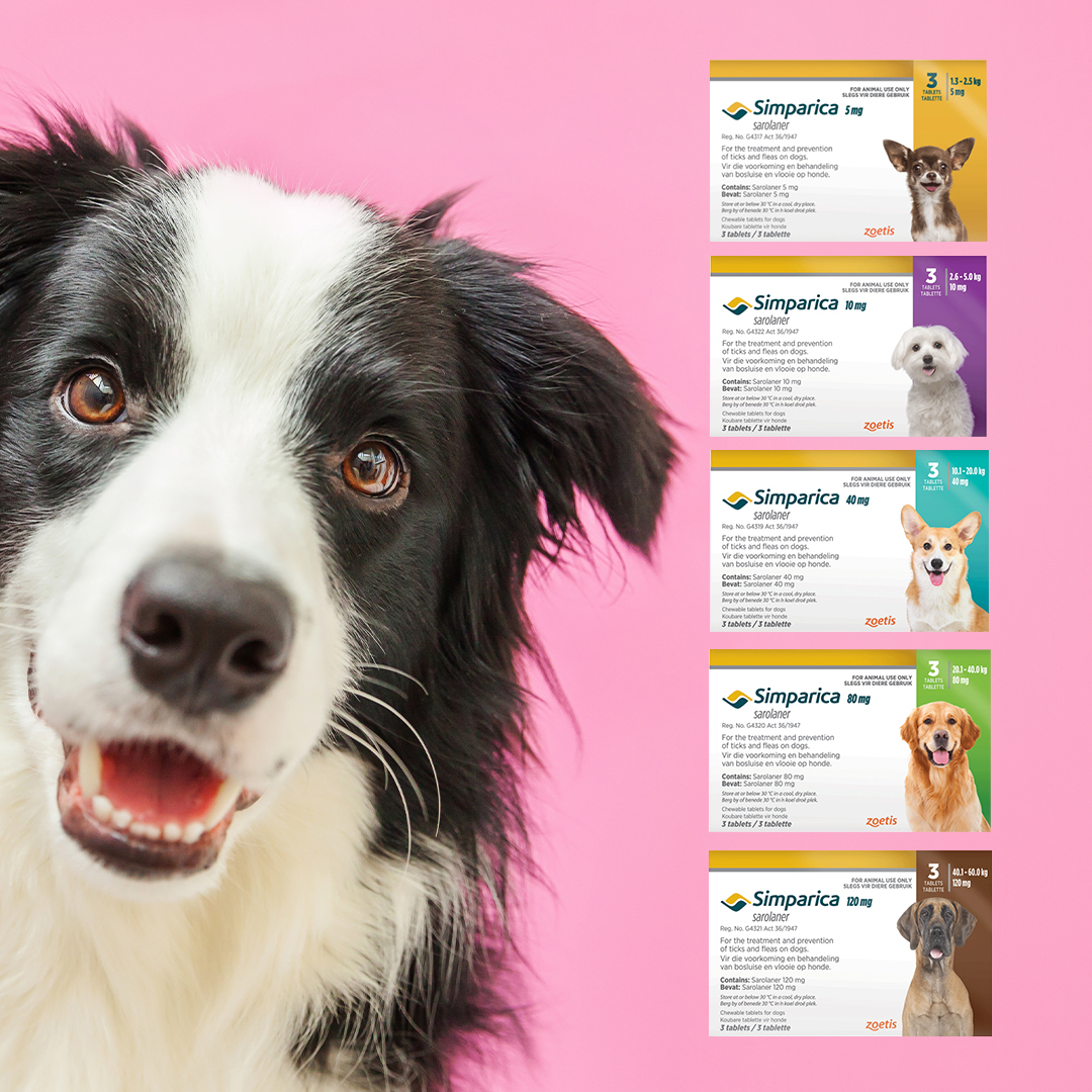 Tick and Flea Protection Dog Chewable Tablets | OneDayOnly