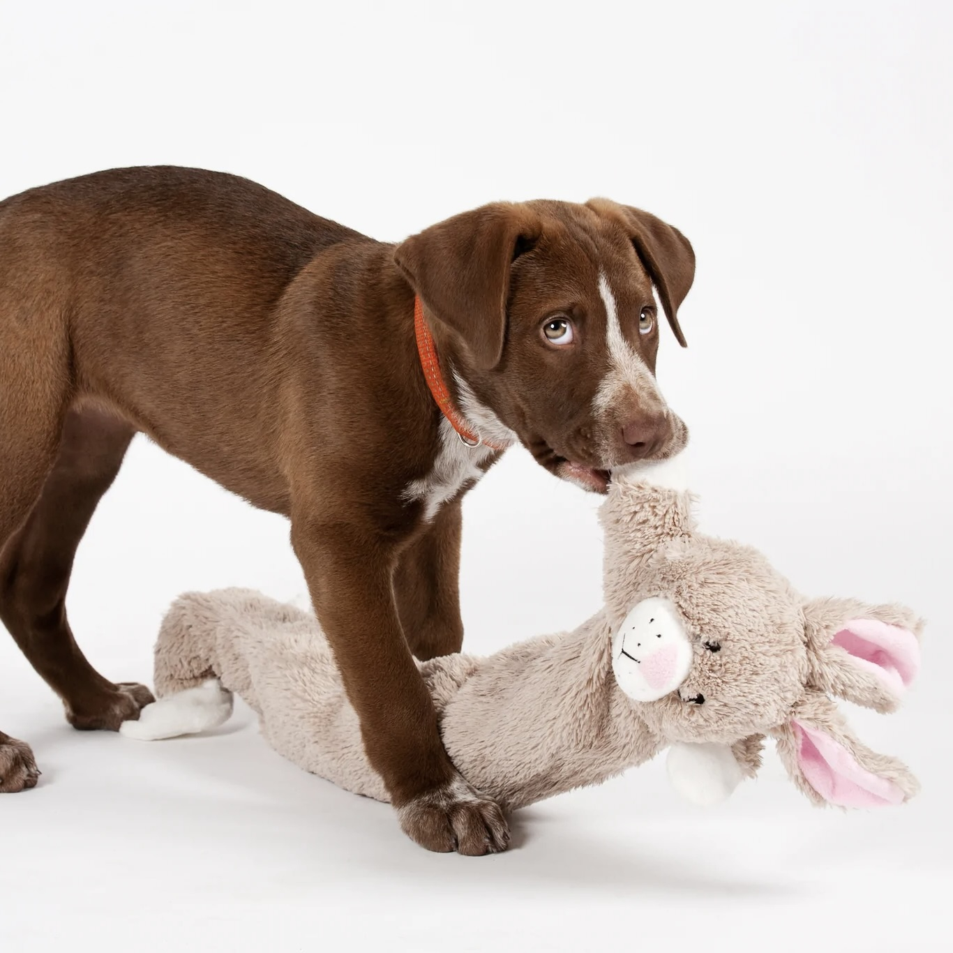 30% off on Charming Pets Ultra Long Dog Tug Toy | OneDayOnly