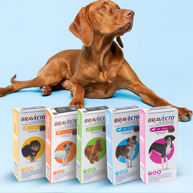 Bravecto Tick and Flea Chewable Tablets | OneDayOnly