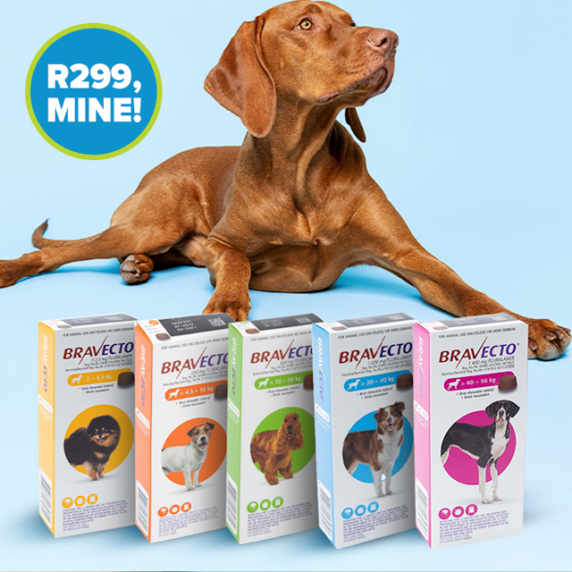 Bravecto Tick and Flea Chewable Tablets | OneDayOnly