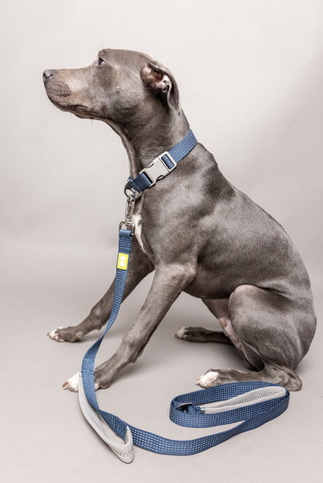 32% off on Built Pet Reflective Lead & Collar | OneDayOnly