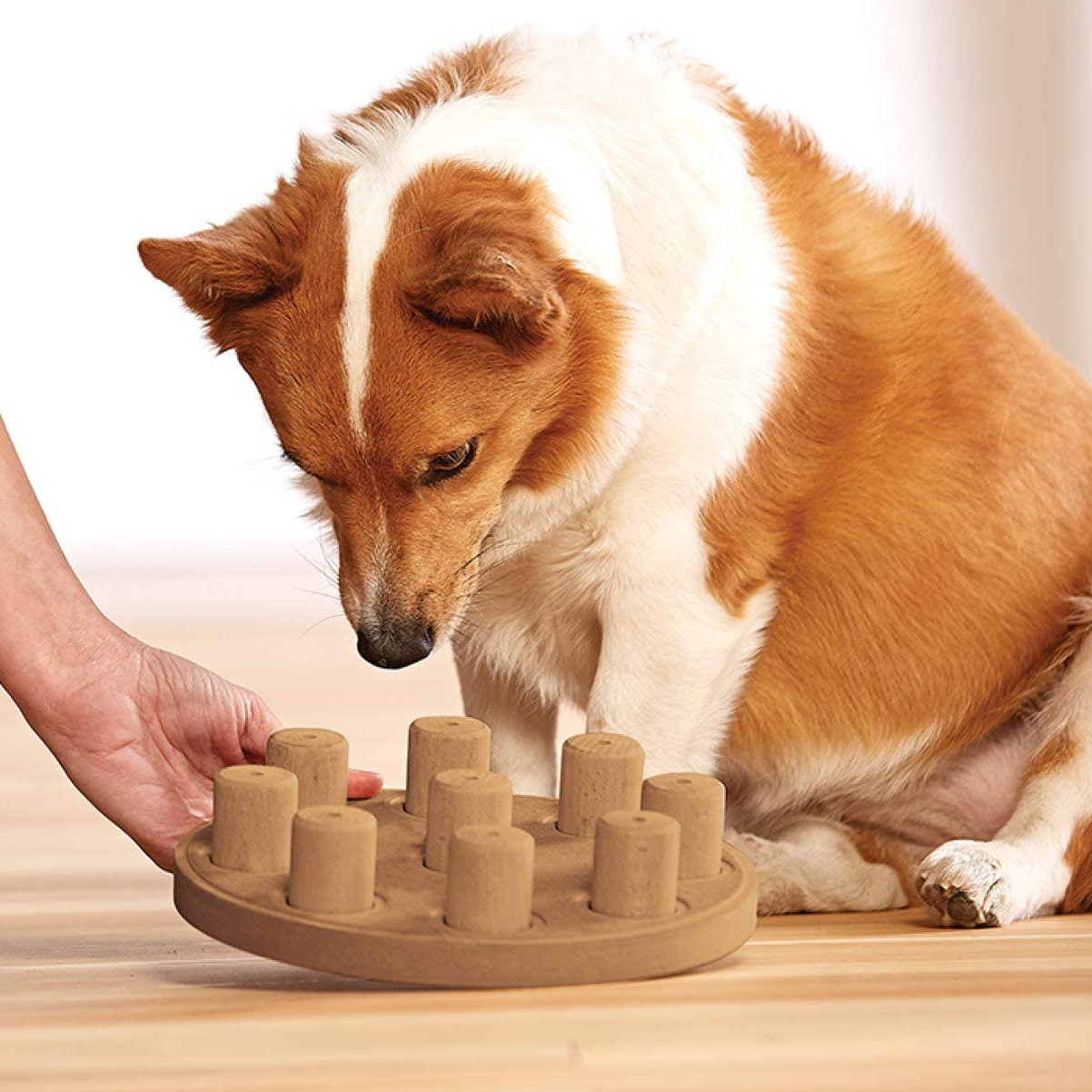 27% off on Smart or Not Dog Puzzle | OneDayOnly