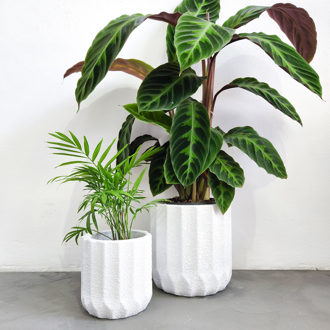 29% off on Textured Plant Pot | OneDayOnly