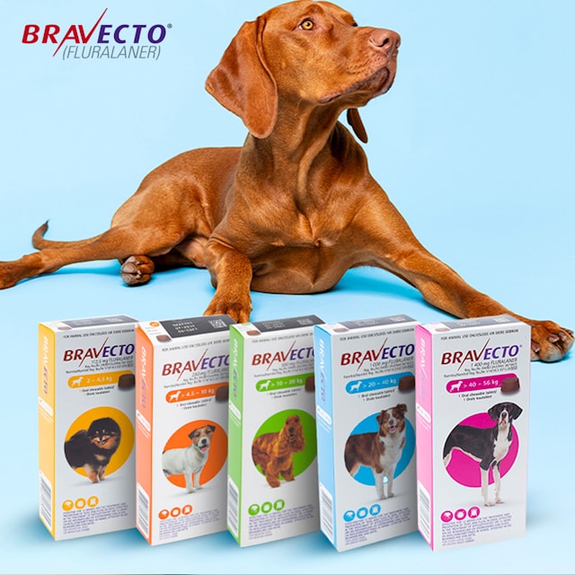 Bravecto Tick and Flea Chewable Tablets | OneDayOnly