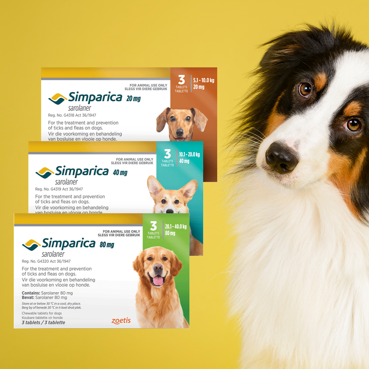Simparica 3's Tick and Flea Chewables | OneDayOnly