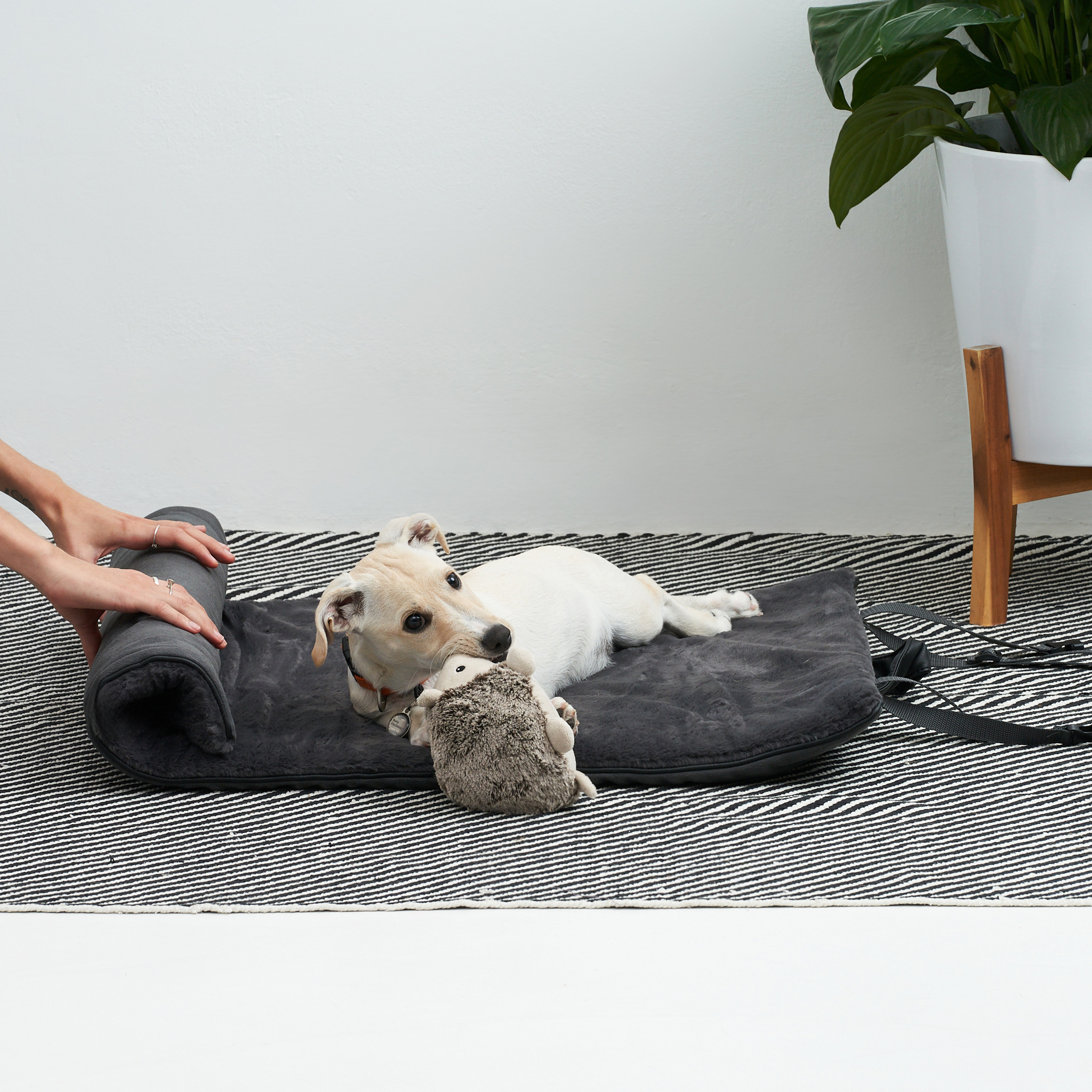 49% off on Madison Roll-Up Travel Dog Mat | OneDayOnly