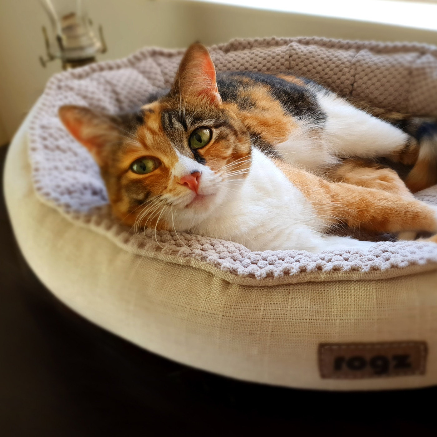 20% off on Rogz Athens Cozy Oval Pet Bed | OneDayOnly