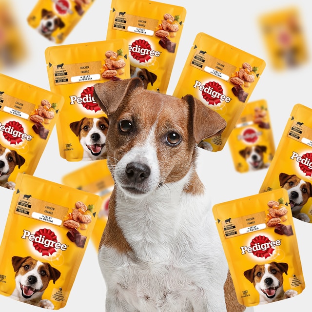 Pedigree 12x 100g Wet Dog Food Packs | OneDayOnly