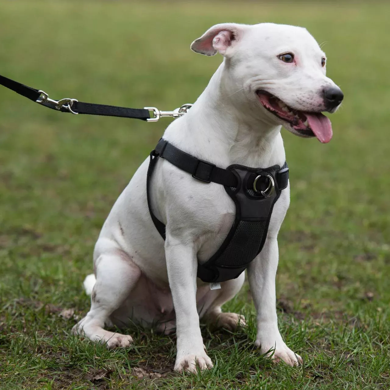 32% off on Coastal Front-Connect Padded Harness | OneDayOnly