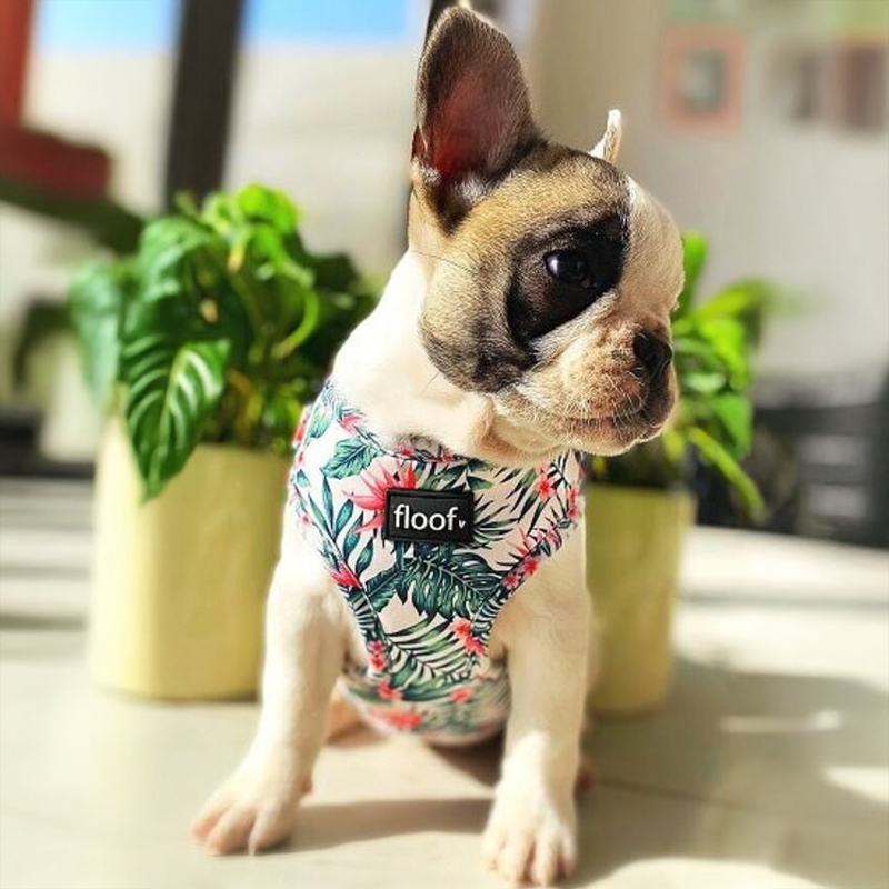 40% off on Floof Dog Walking Harness | OneDayOnly