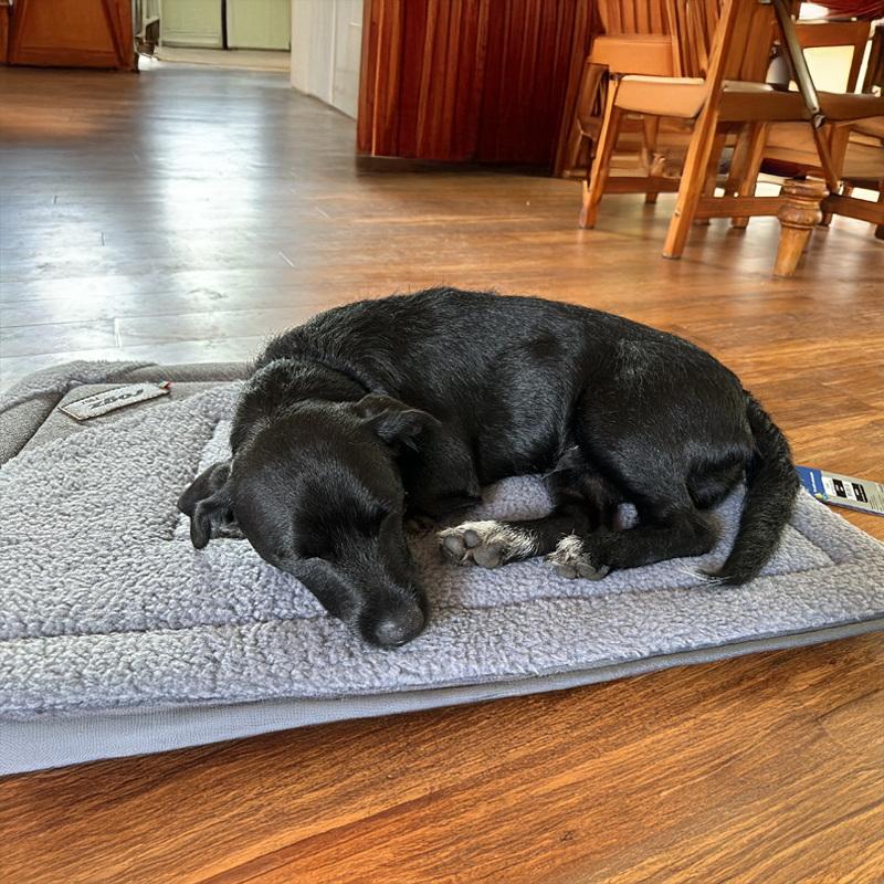 30% off on Rogz Flat Rectangular Pet Mat | OneDayOnly